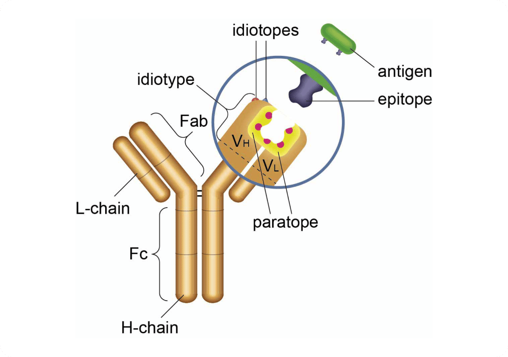 Anti-Idiotypic Antibody Discovery for PK/ADA Assays - ExonBio