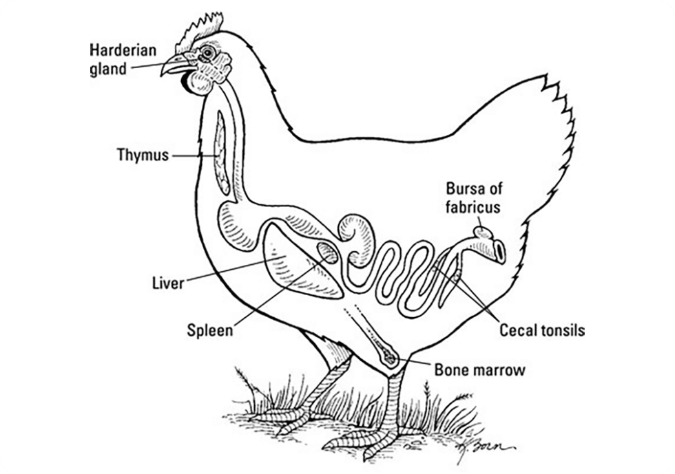 Chicken IgY Monoclonal Antibody - ExonBio