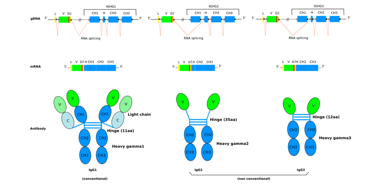 SPIN® Llama Monoclonal Antibodies Generation- ExonBio