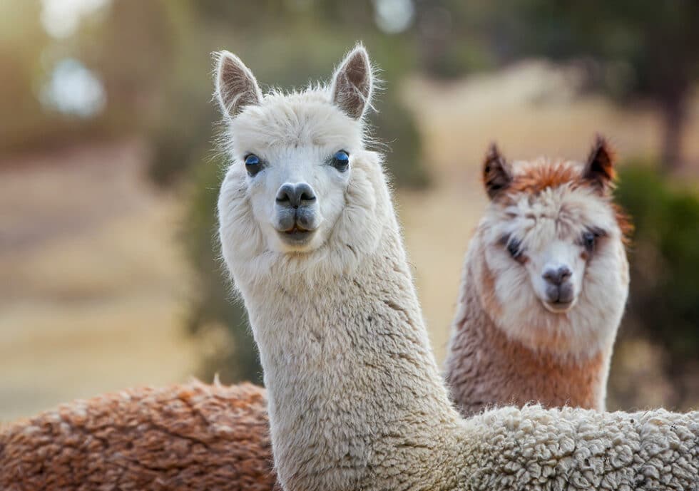 SPIN® Llama Monoclonal Antibodies Generation- ExonBio