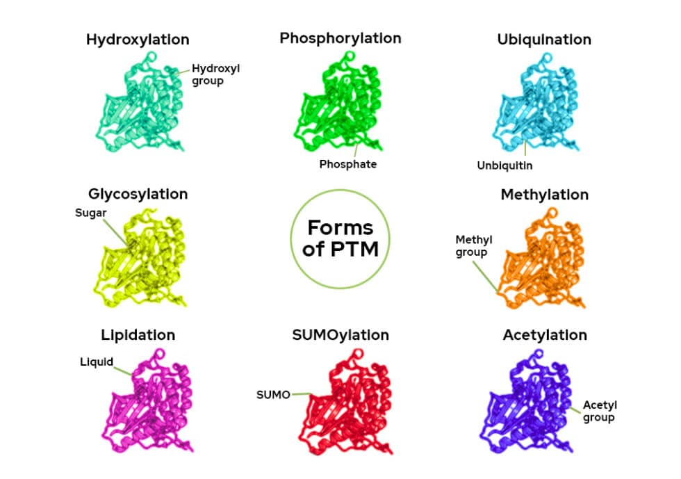 PTM Antibody development service - ExonBio